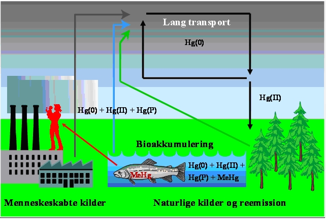 Kviksølvs kredsløb i naturen | VG3